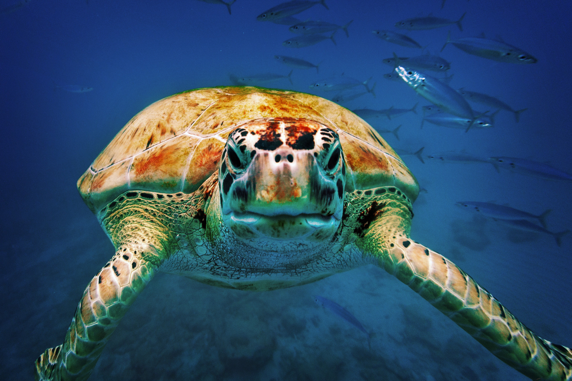 Barbados Urlaub buchen und ins Paradies reisen | DERTOUR Barbados Urlaub buchen und ins Paradies reisen | DERTOUR